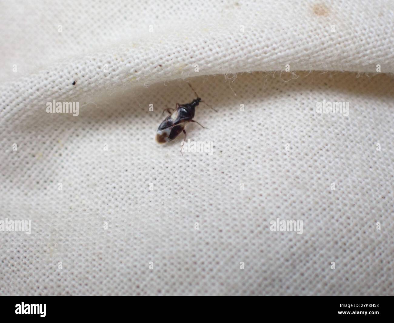 Minute pirate bugs (Anthocoridae Stock Photo - Alamy