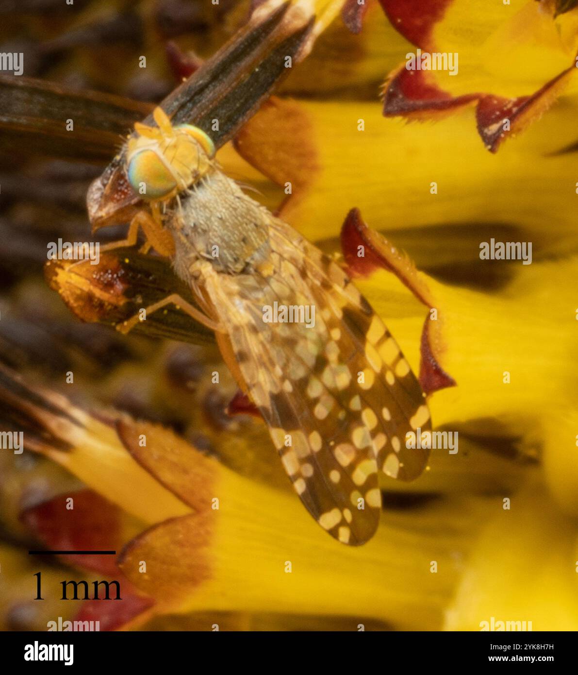 Sunflower Seed Maggot (Neotephritis finalis Stock Photo - Alamy