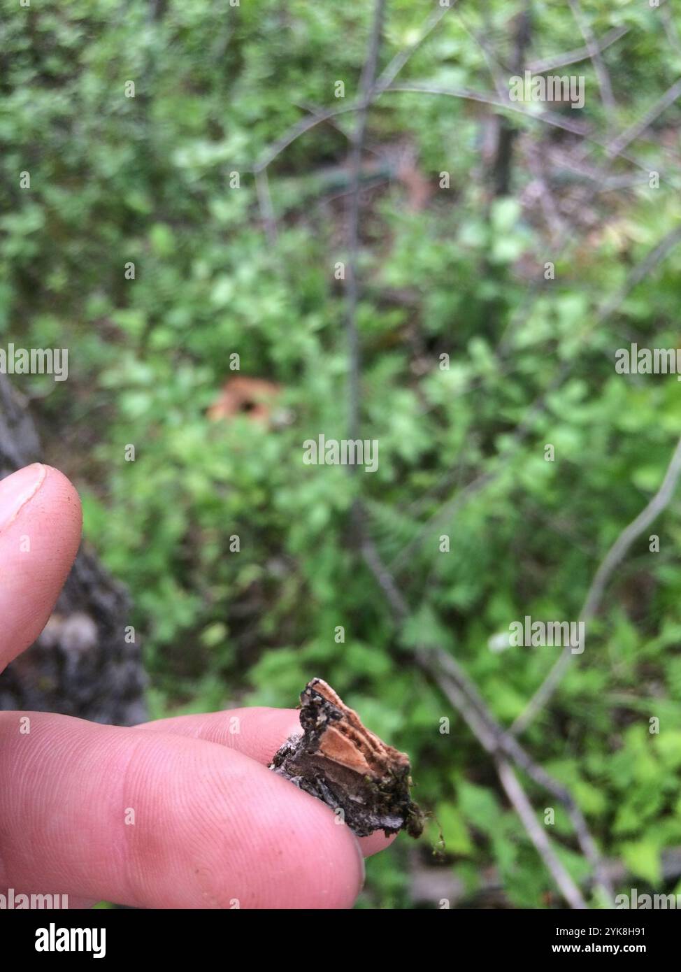 rock elm (Ulmus thomasii Stock Photo - Alamy