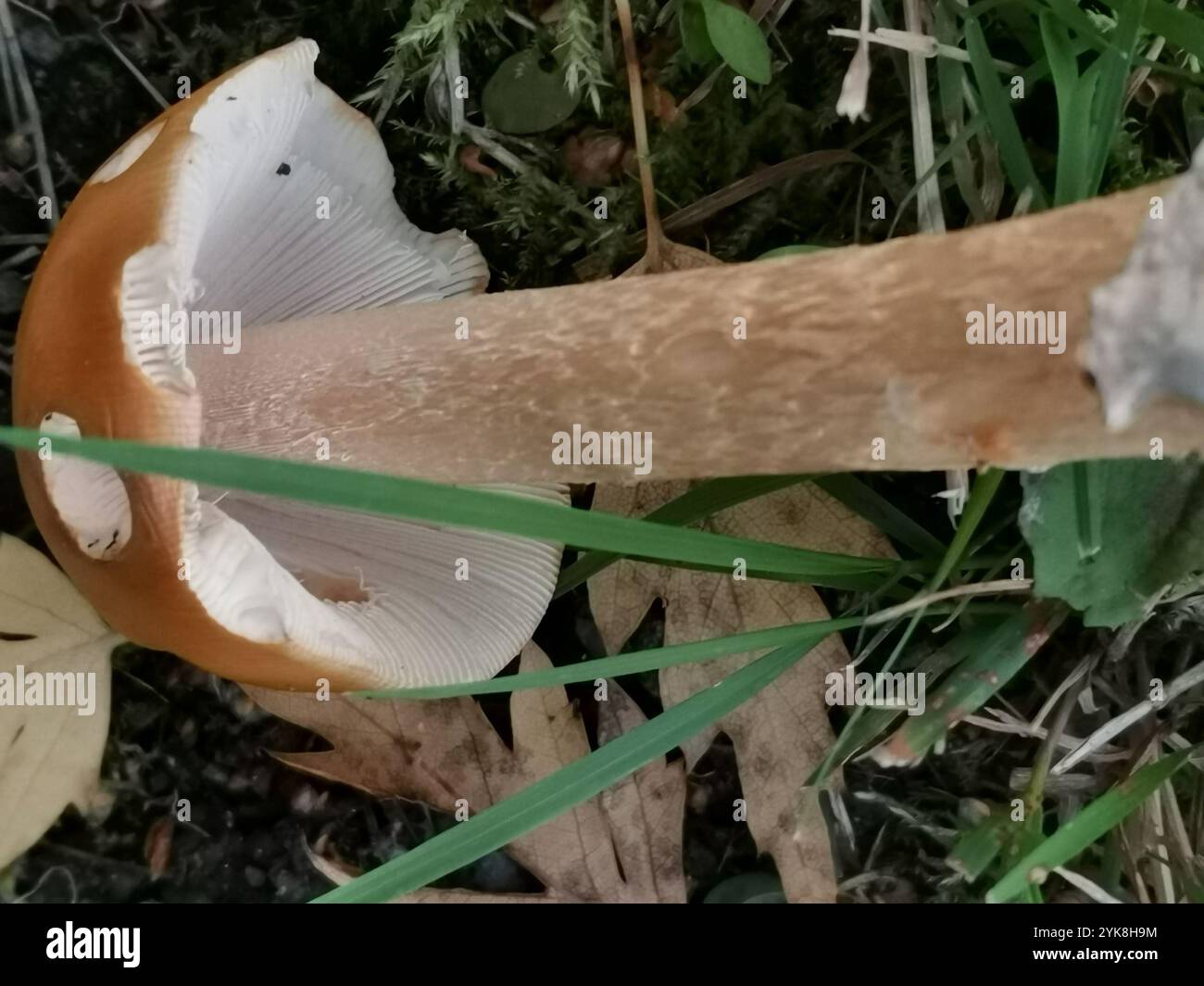 Orange grisette amanita crocea hi-res stock photography and images - Alamy