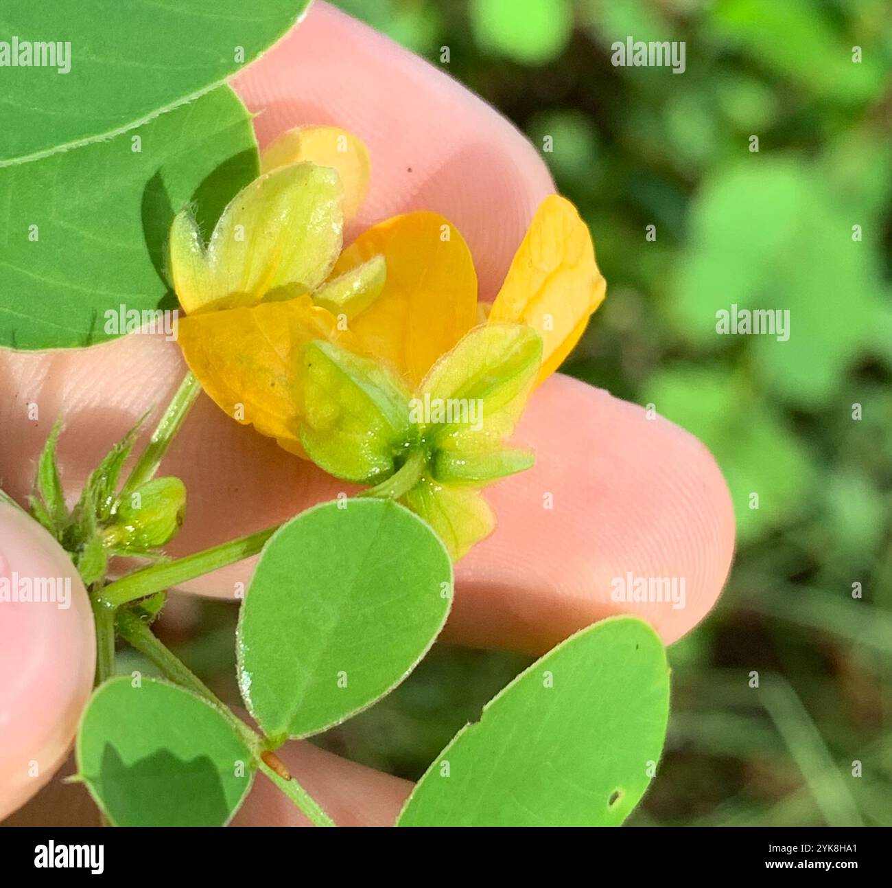 American Sicklepod (Senna obtusifolia Stock Photo - Alamy