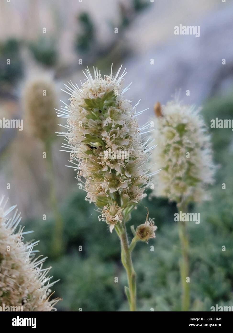 mat rock spiraea (Petrophytum caespitosum Stock Photo - Alamy