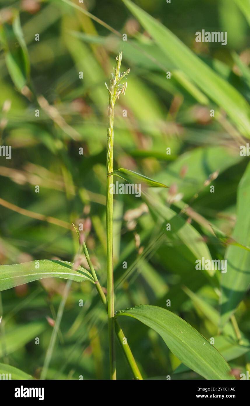 Japanese stiltgrass hi-res stock photography and images - Alamy