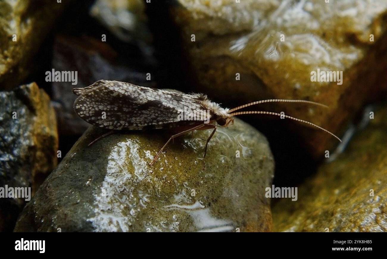 Tube Maker Caddisflies (Polycentropodidae Stock Photo - Alamy