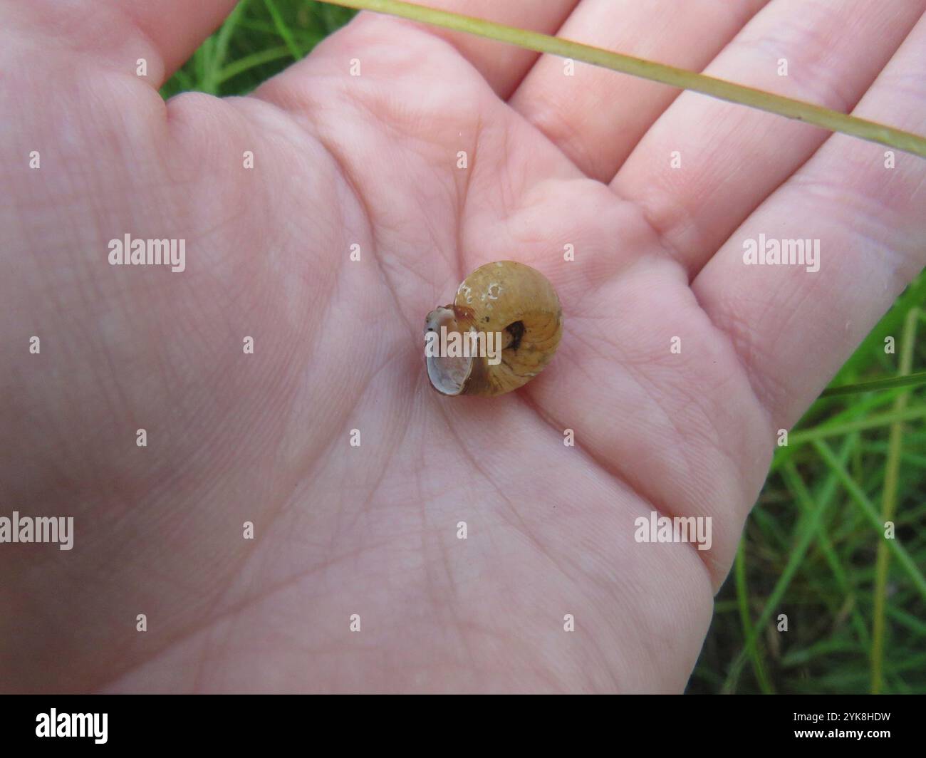 Planorbella trivolvis hi-res stock photography and images - Alamy