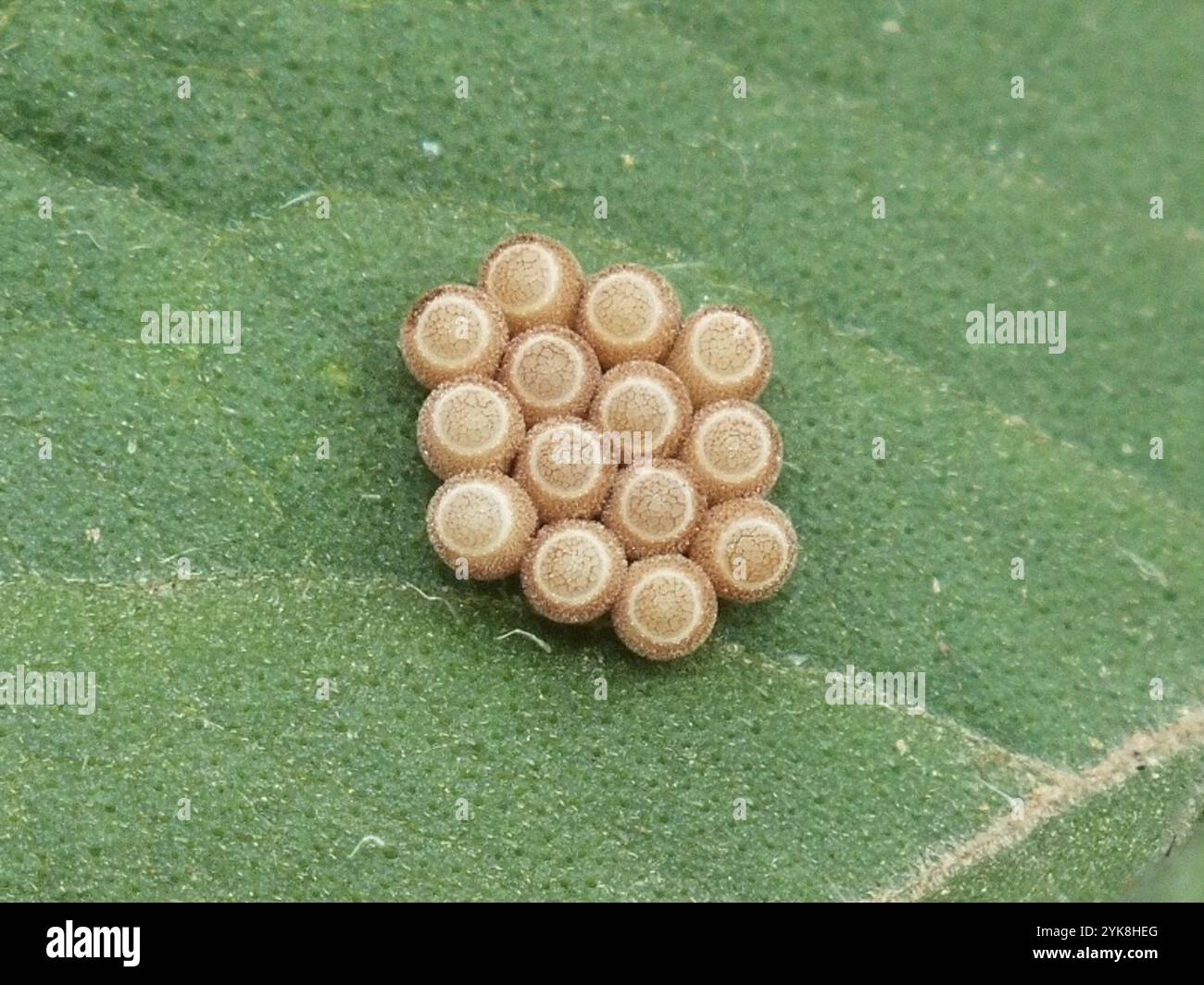 True Bugs (Heteroptera Stock Photo - Alamy