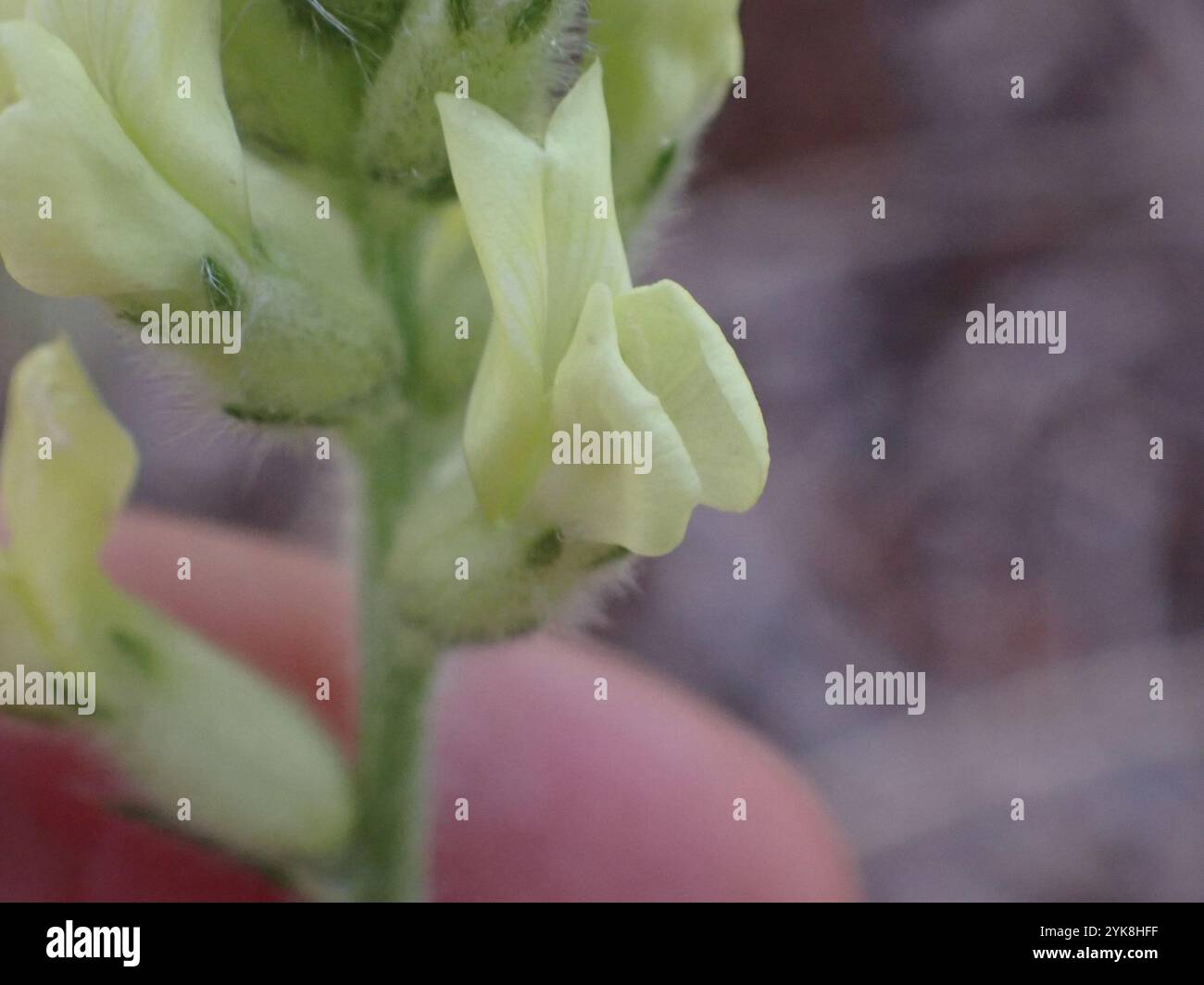 field locoweed (Oxytropis campestris Stock Photo - Alamy