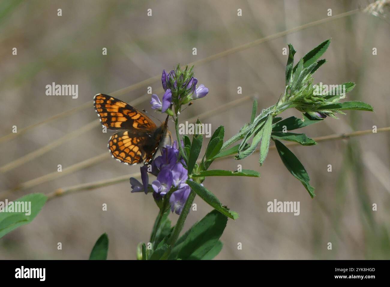 Patches and Allies (Chlosyne Stock Photo - Alamy