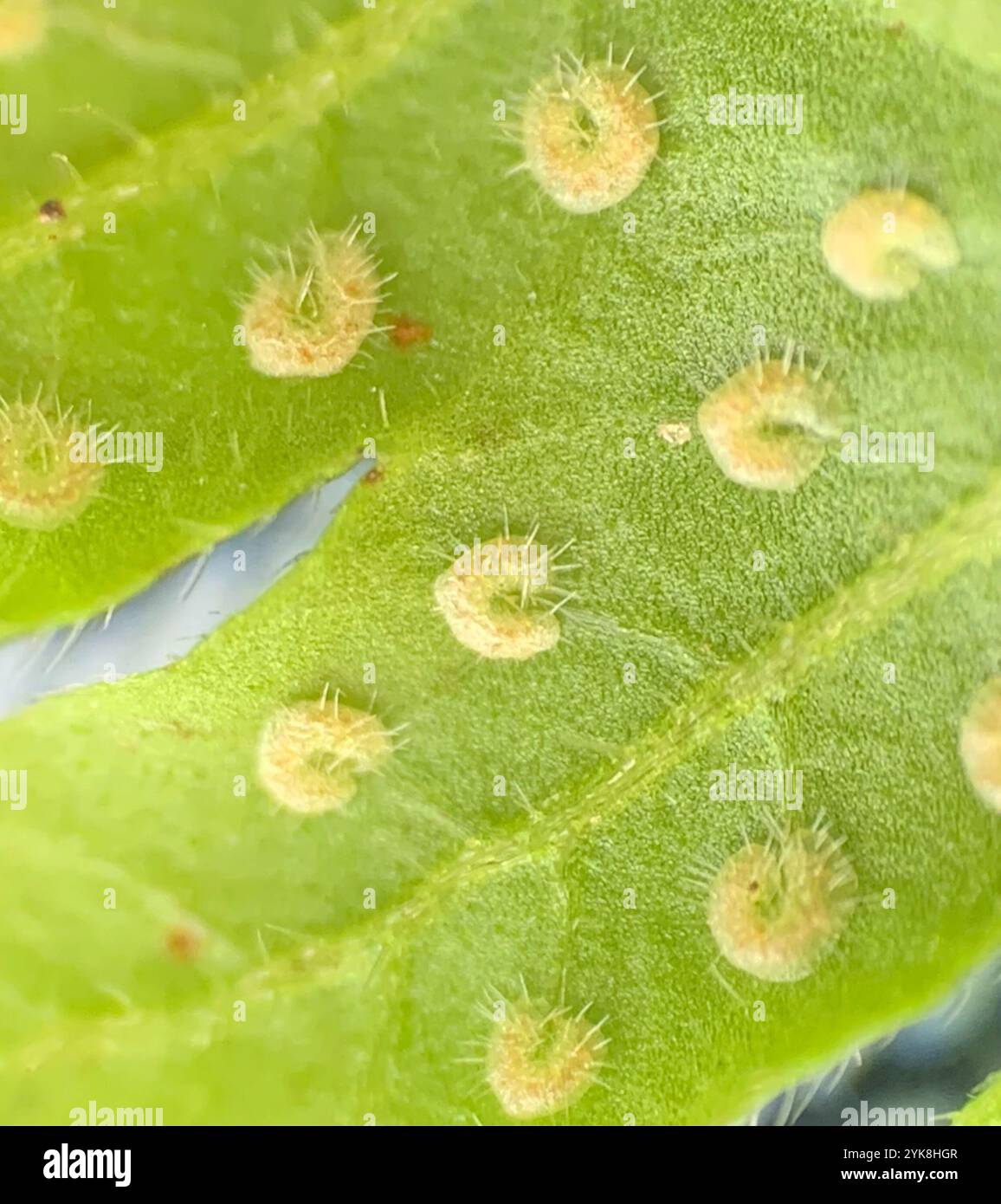 Soft Fern (Christella dentata Stock Photo - Alamy