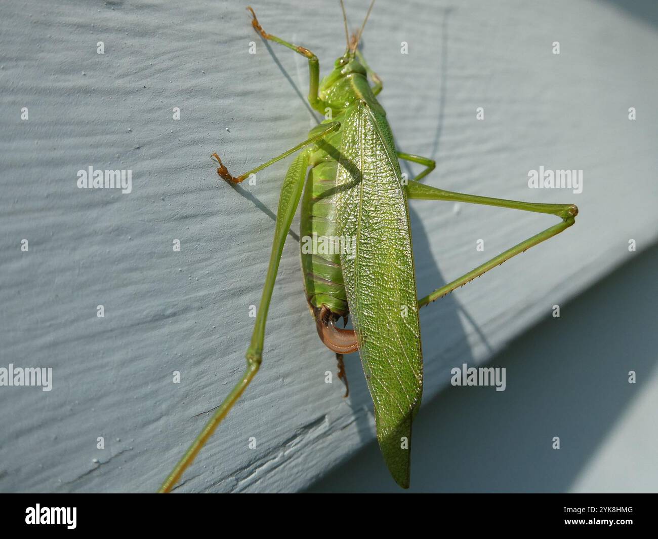 Fork-tailed Bush Katydid (Scudderia furcata Stock Photo - Alamy