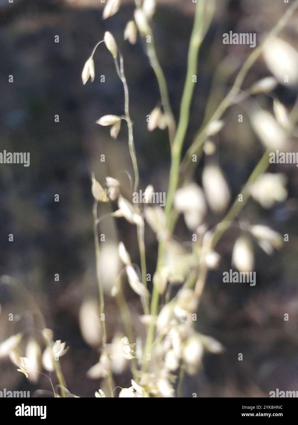 Pine Dropseed (Muhlenbergia tricholepis Stock Photo - Alamy