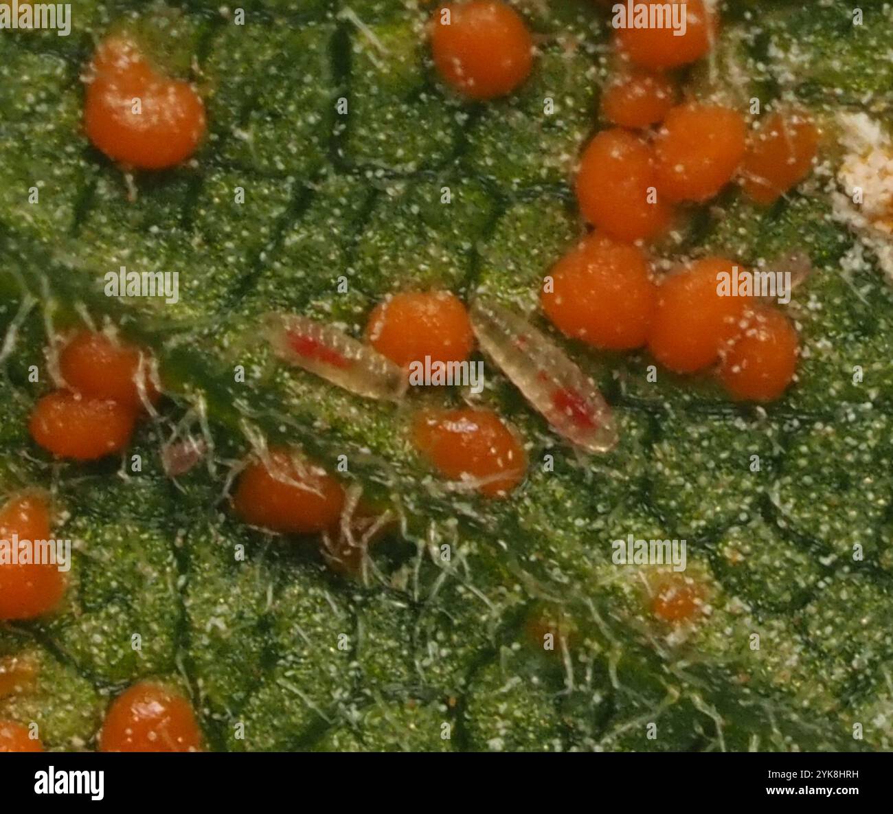 Mycodiplosis hi-res stock photography and images - Alamy