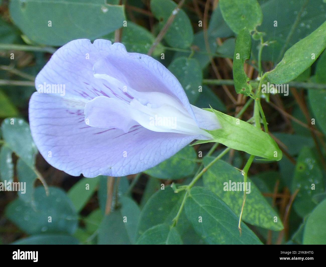 Pigeonwings (Clitoria mariana Stock Photo - Alamy