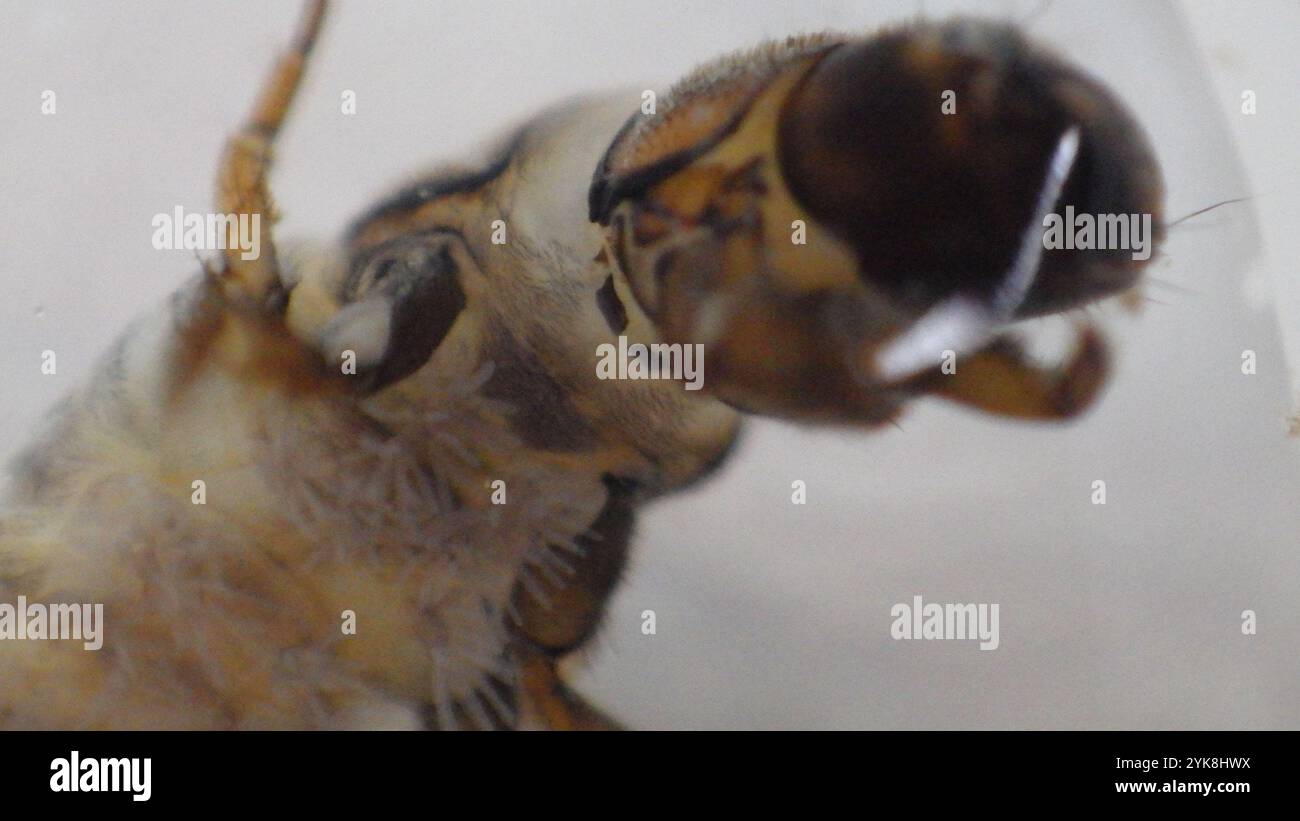 Hydropsyche hi-res stock photography and images - Alamy