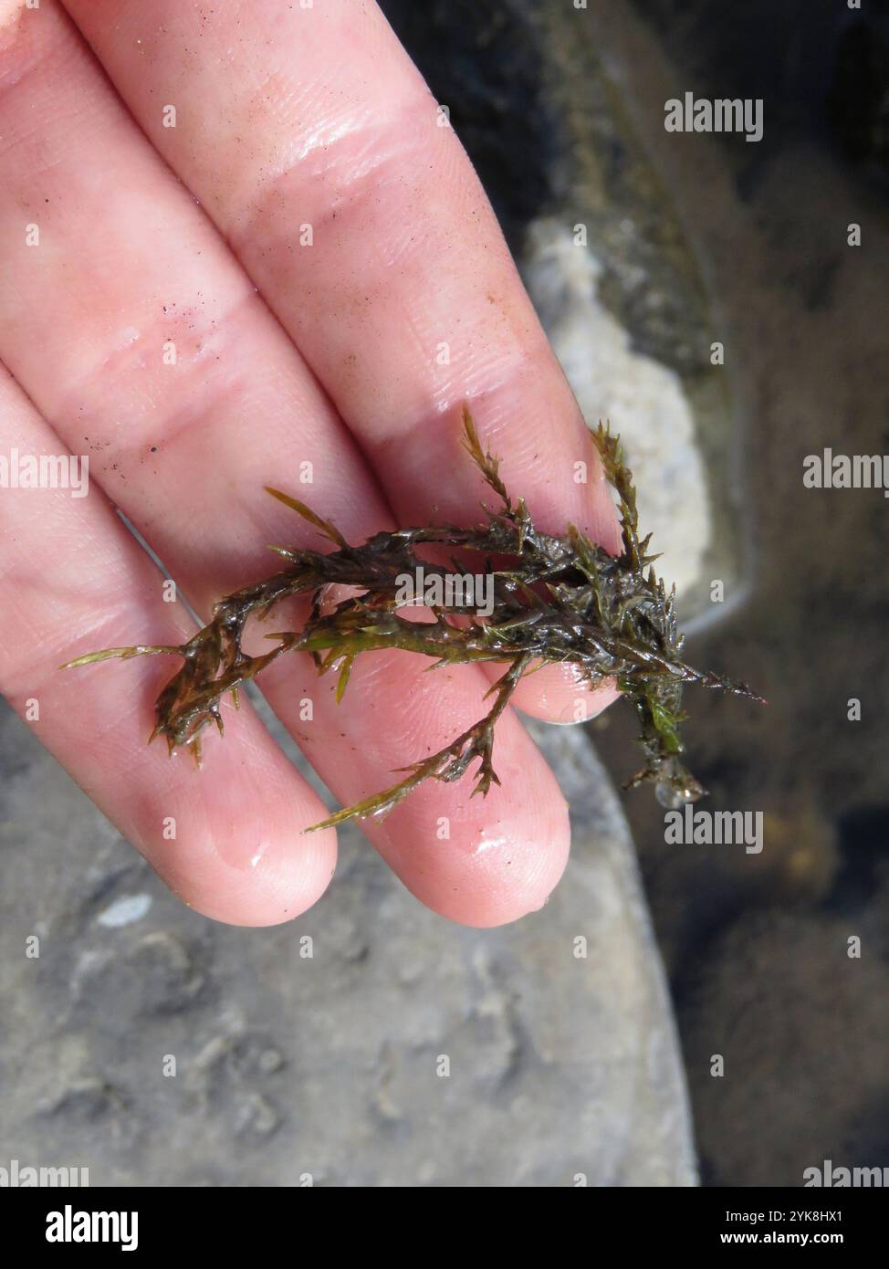 Fontinalis antipyretica willow moss hi-res stock photography and images ...