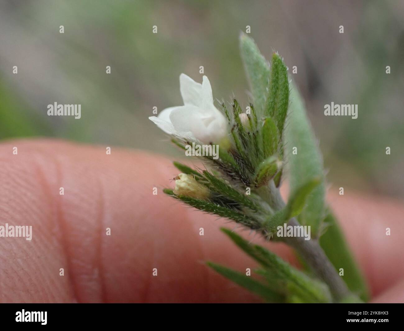 corn gromwell (Buglossoides arvensis Stock Photo - Alamy