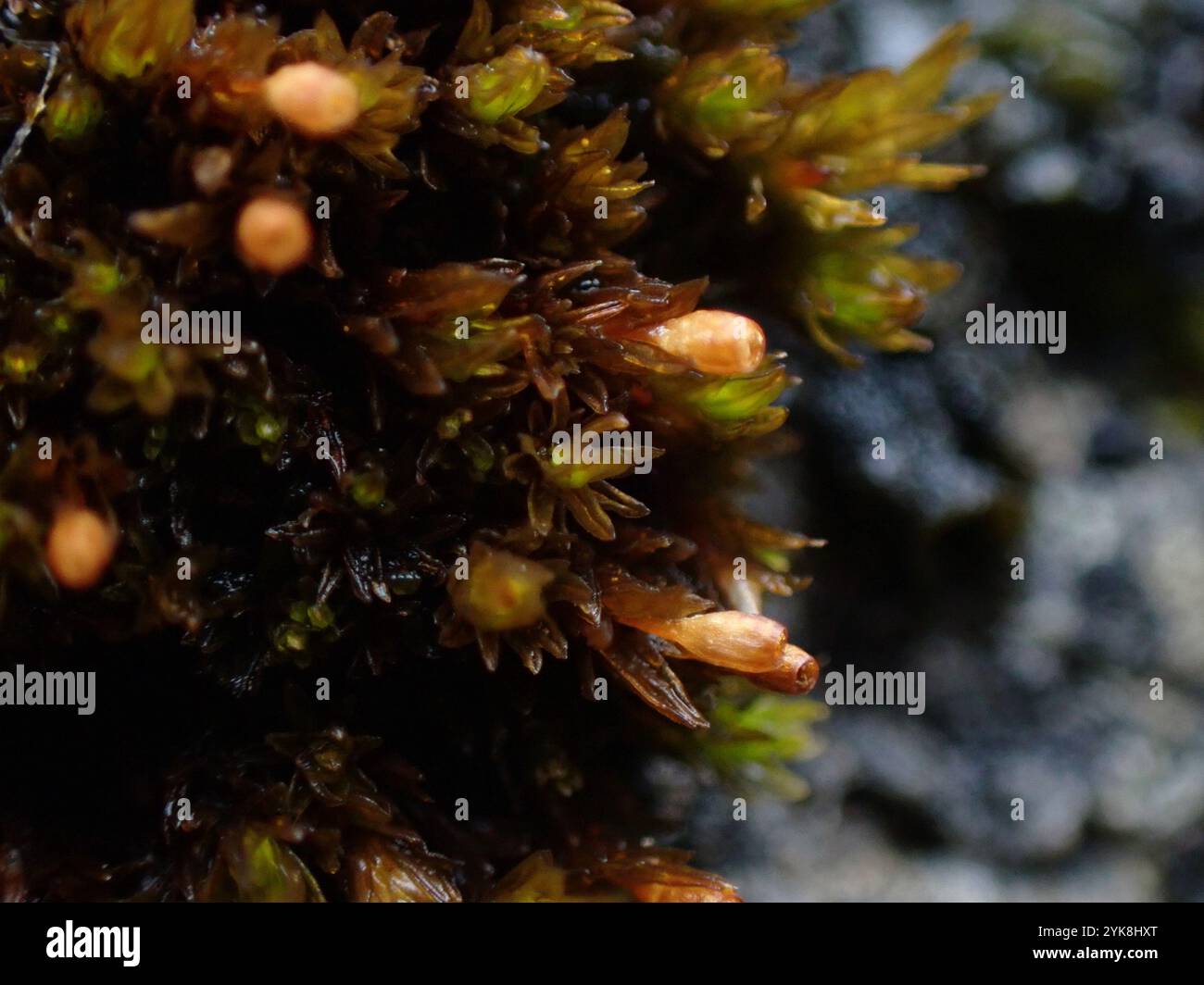 Hooded Bristle-moss (Orthotrichum cupulatum Stock Photo - Alamy