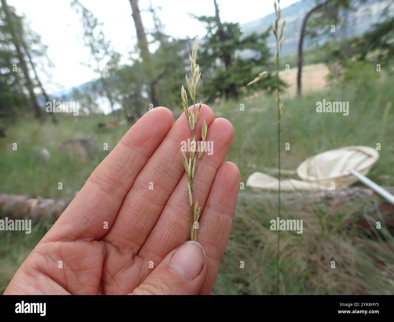Big Rough Fescue (Festuca campestris Stock Photo - Alamy