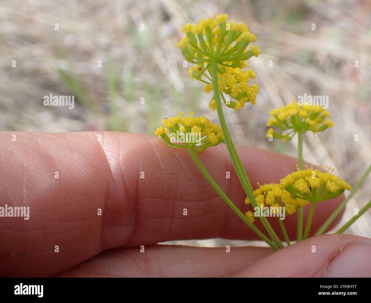 Biscuitroot hi-res stock photography and images - Alamy