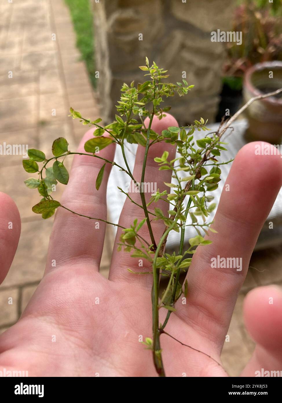 leaf-flower family (Phyllanthaceae Stock Photo - Alamy