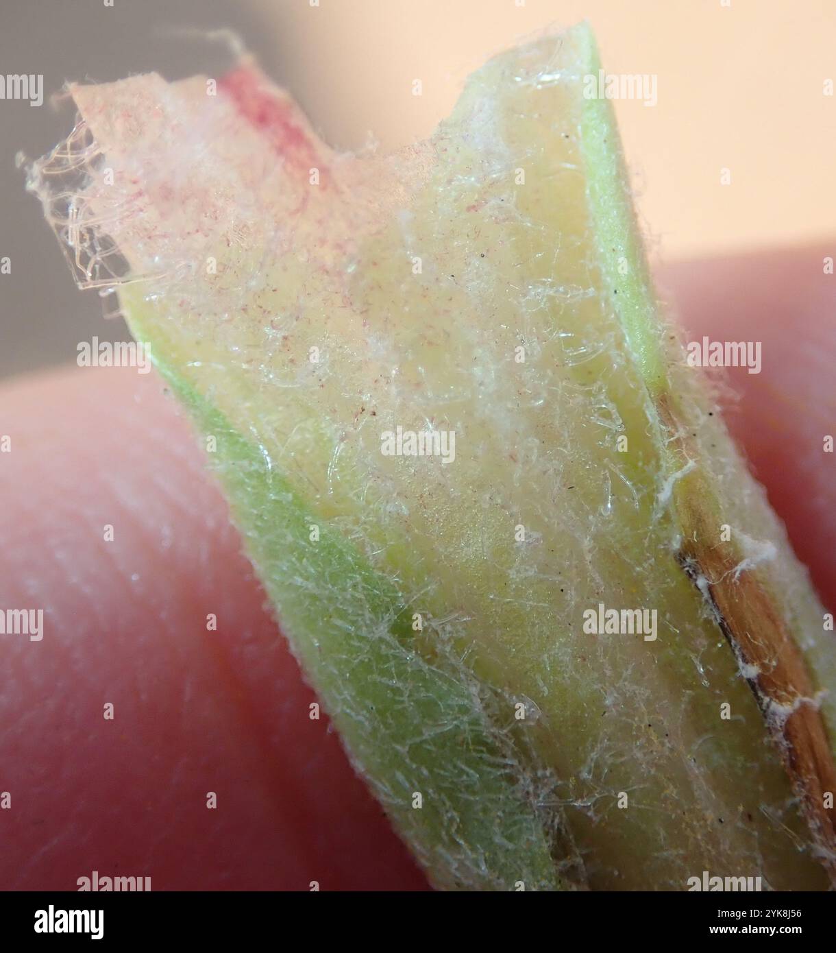Karoo African Daisy (Arctotis leiocarpa Stock Photo - Alamy