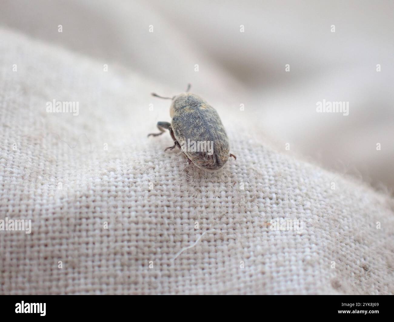 Lesser Knapweed Flower Weevil (Larinus minutus Stock Photo - Alamy