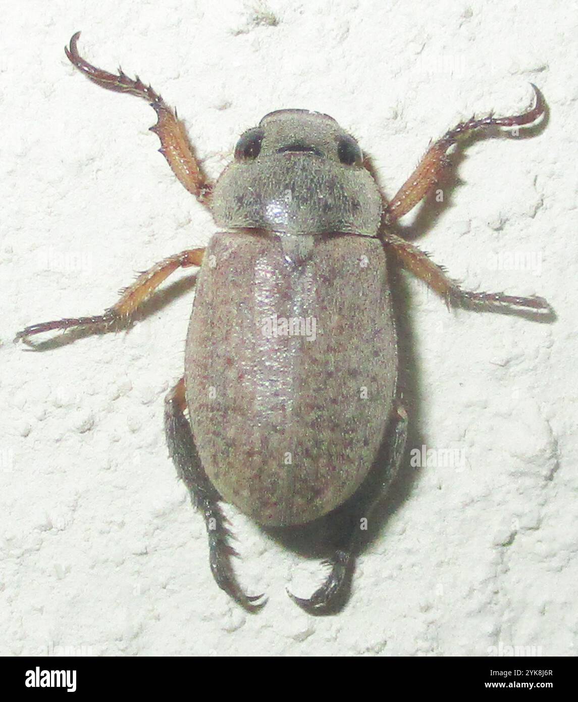 Adoretus hi-res stock photography and images - Alamy