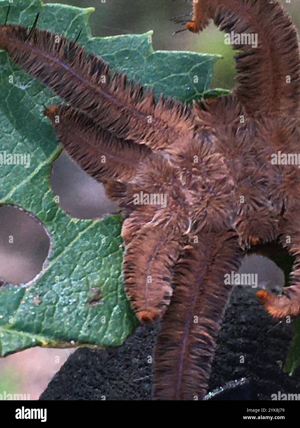 Hag moth hi-res stock photography and images - Alamy