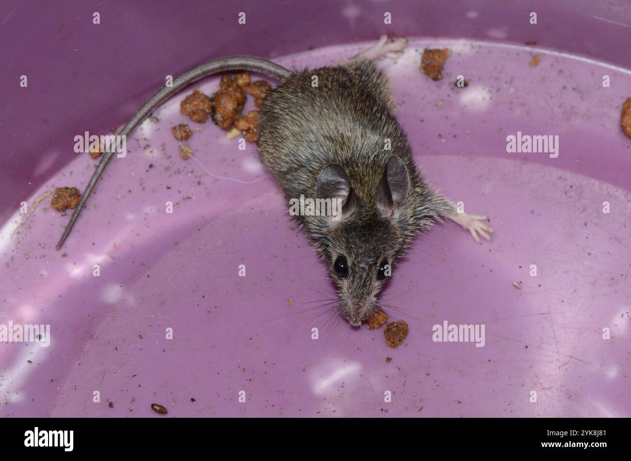Multimammate hi-res stock photography and images - Alamy
