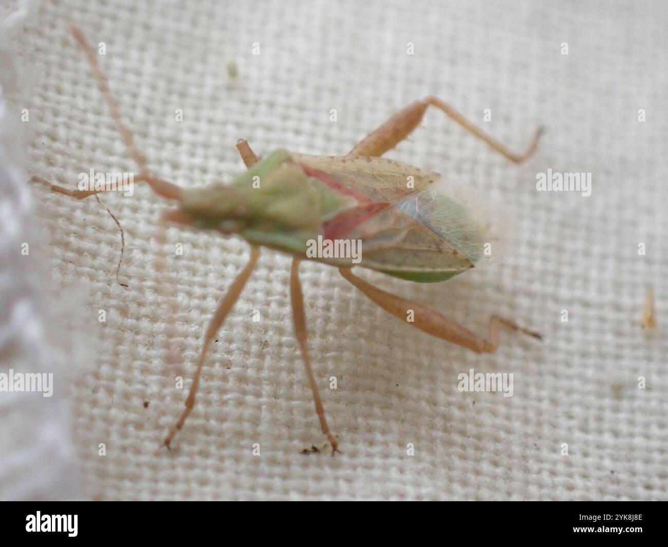 True Bugs (Heteroptera Stock Photo - Alamy