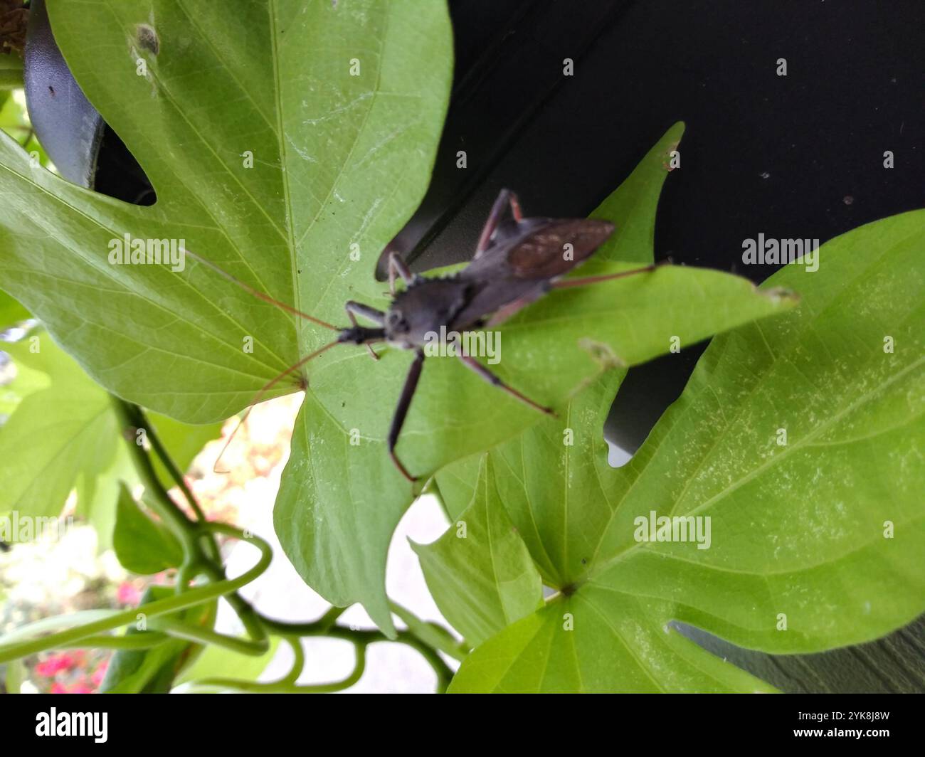 North American Wheel Bug (Arilus cristatus Stock Photo - Alamy