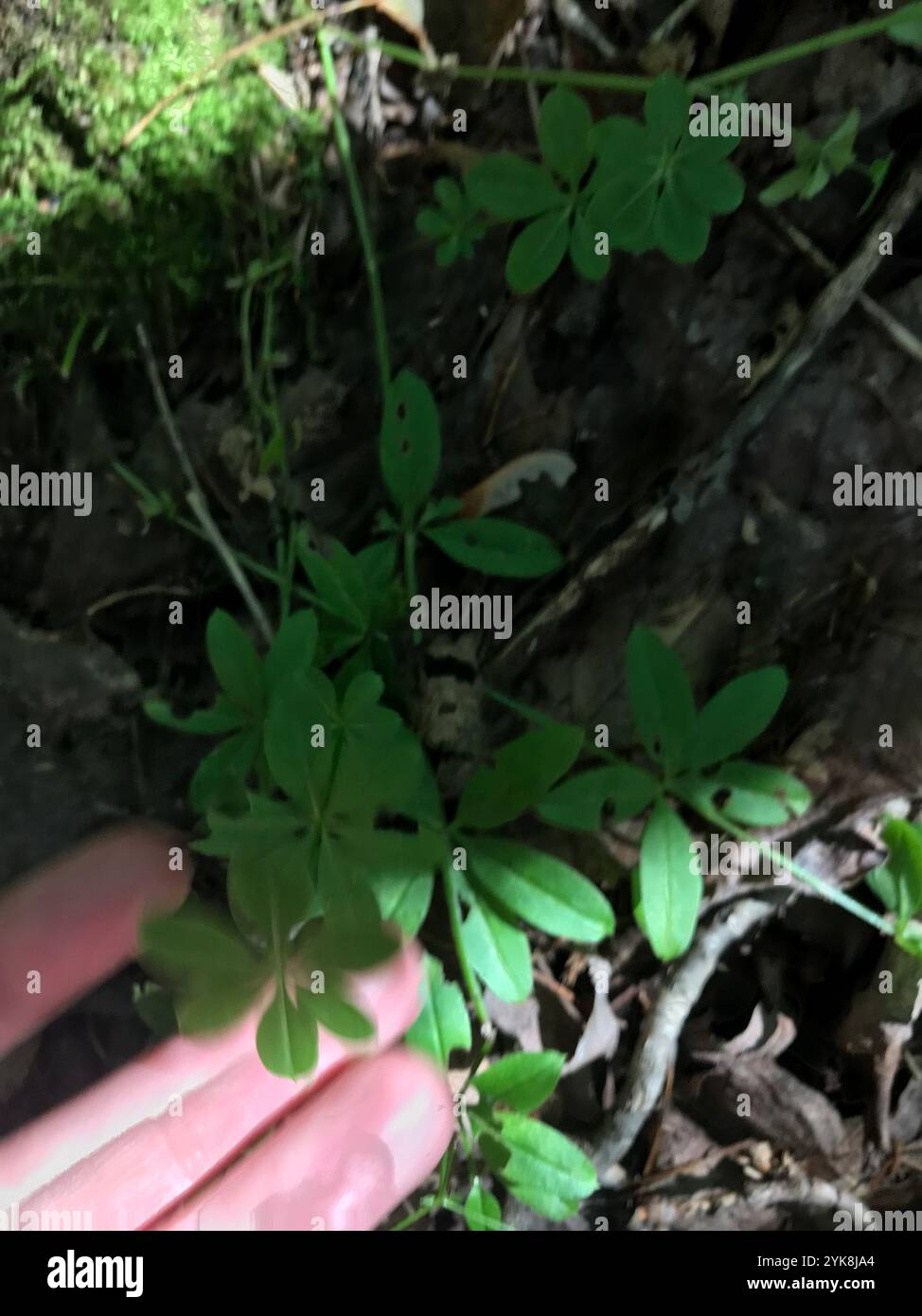 fragrant bedstraw (Galium triflorum Stock Photo - Alamy