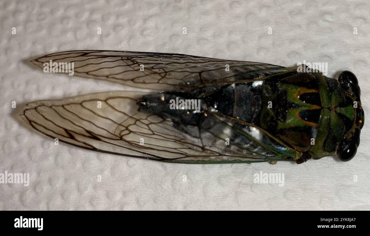 Coastal Scissors Grinder Cicada (Neotibicen latifasciatus Stock Photo ...