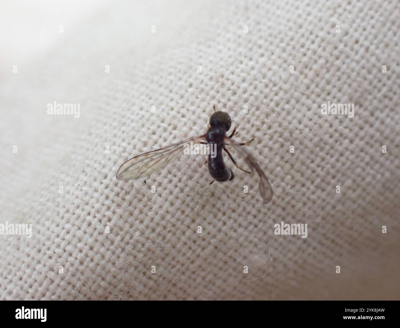 Pipunculidae hi-res stock photography and images - Alamy