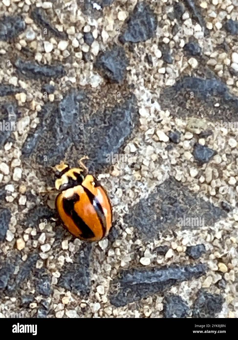 Striped Ladybird (Micraspis frenata Stock Photo - Alamy