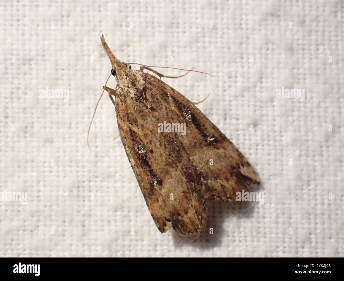 California Cloverworm Moth (Hypena californica Stock Photo - Alamy
