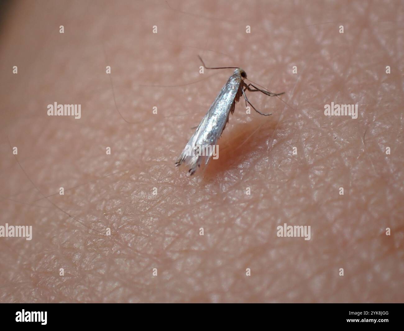 Aspen Serpentine Leafminer Moth (Phyllocnistis populiella Stock Photo ...