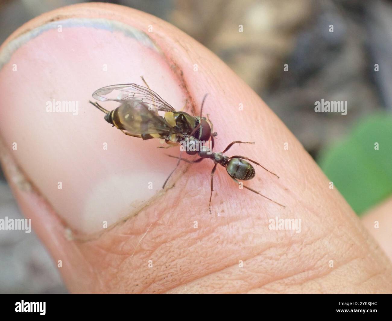 fusca-group Field Ants and Allies (Formica fusca Stock Photo - Alamy