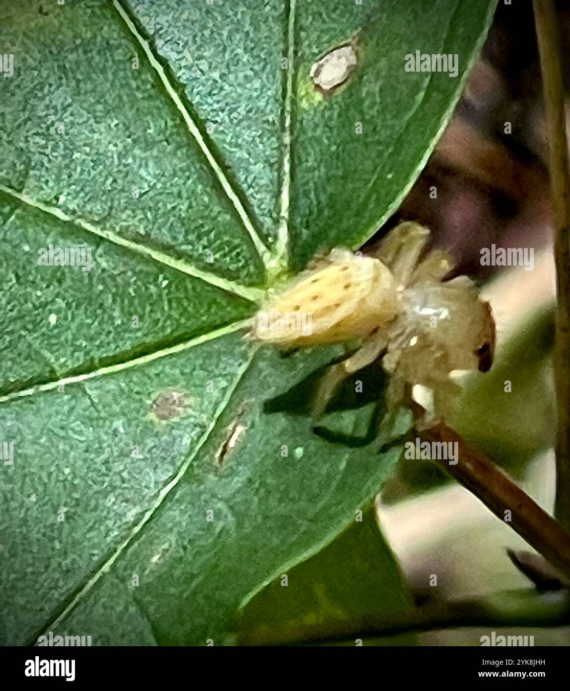 Colonus sylvanus hi-res stock photography and images - Alamy