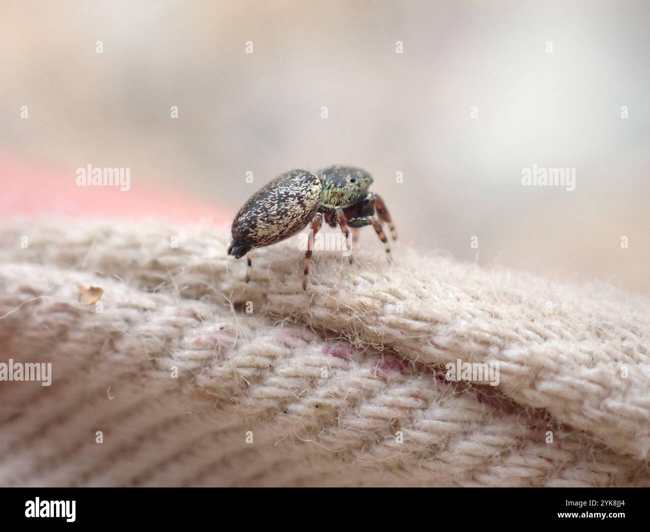 Leaf-beetle Jumping Spiders (Sassacus Stock Photo - Alamy