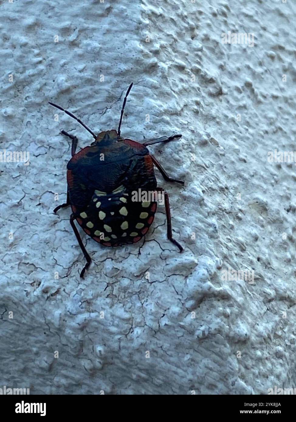 Southern Green Stink Bug (Nezara viridula Stock Photo - Alamy
