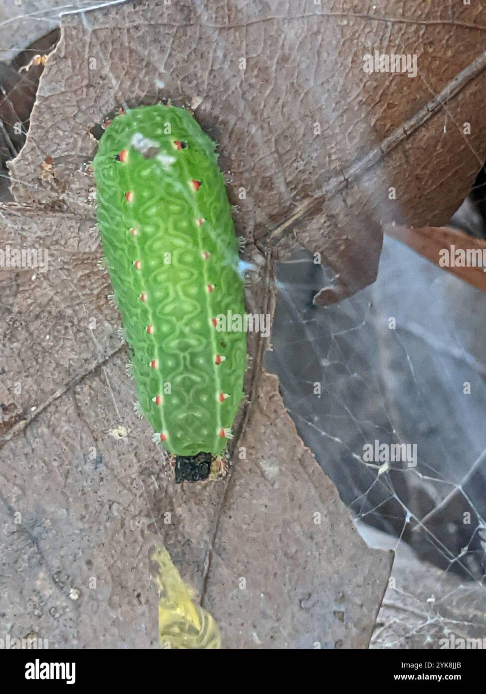 Nasons slug hi-res stock photography and images - Alamy