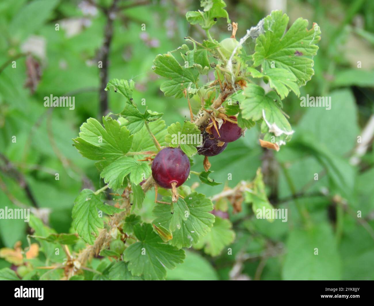 Canadian gooseberry hi-res stock photography and images - Alamy