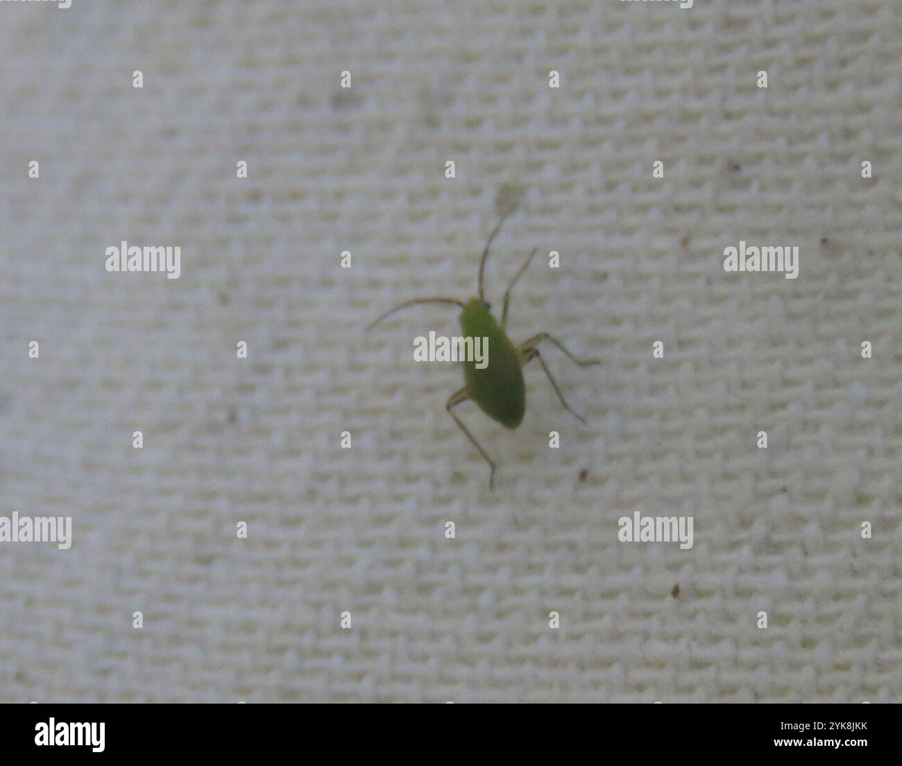 Plant Bugs (Miridae Stock Photo - Alamy