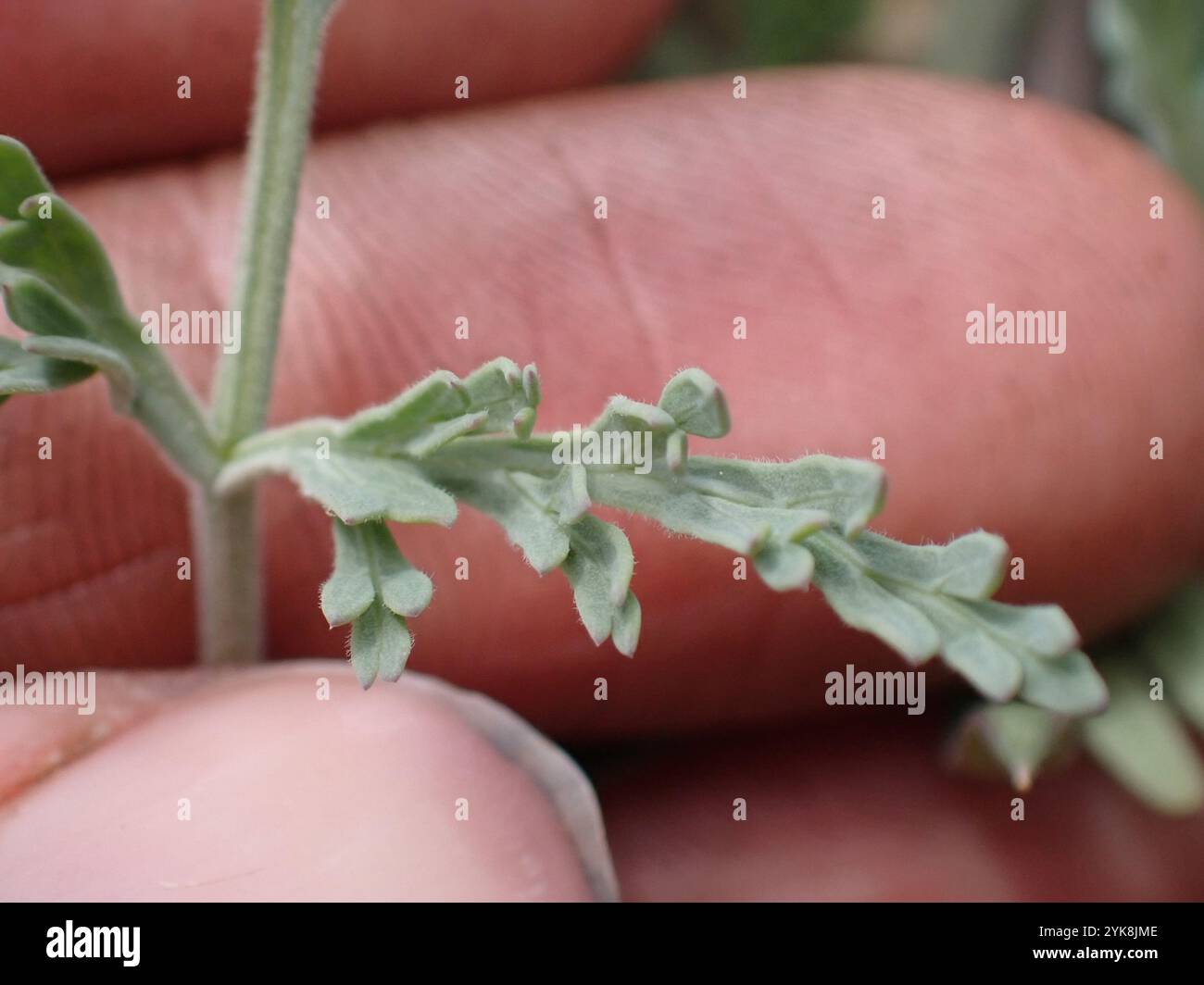 Bigseed hi-res stock photography and images - Alamy