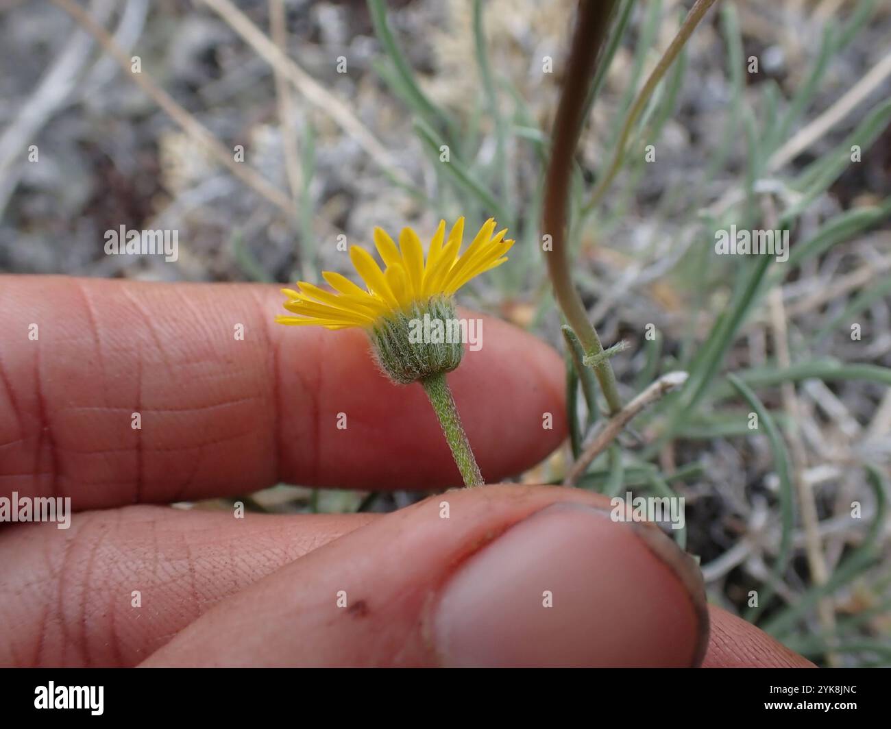 Desert Yellow Fleabane (Erigeron linearis Stock Photo - Alamy