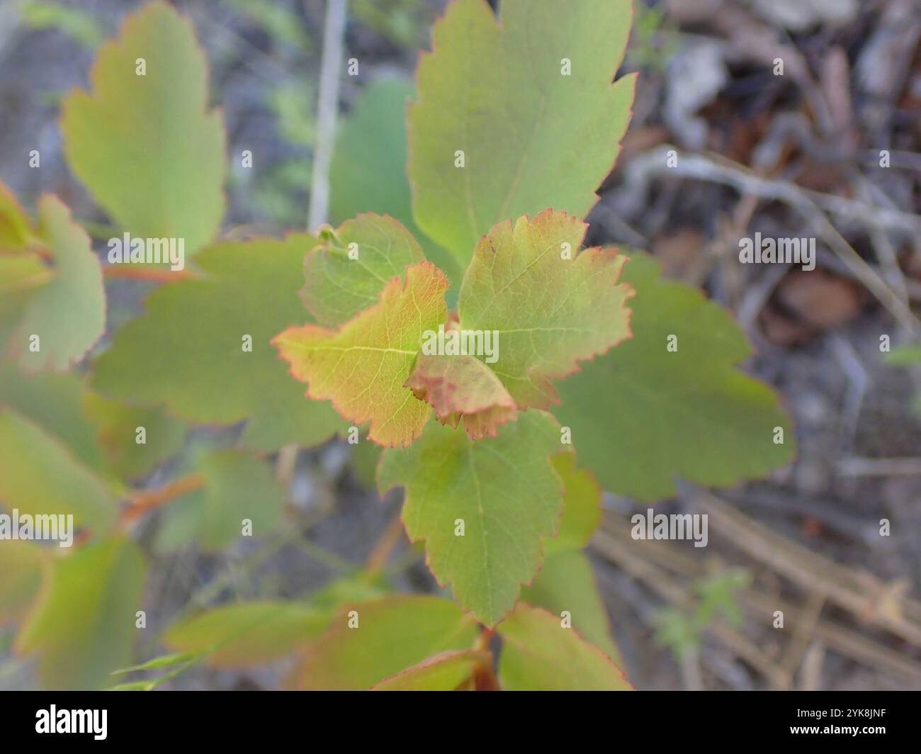 Shinyleaf Meadowsweet (Spiraea lucida Stock Photo - Alamy