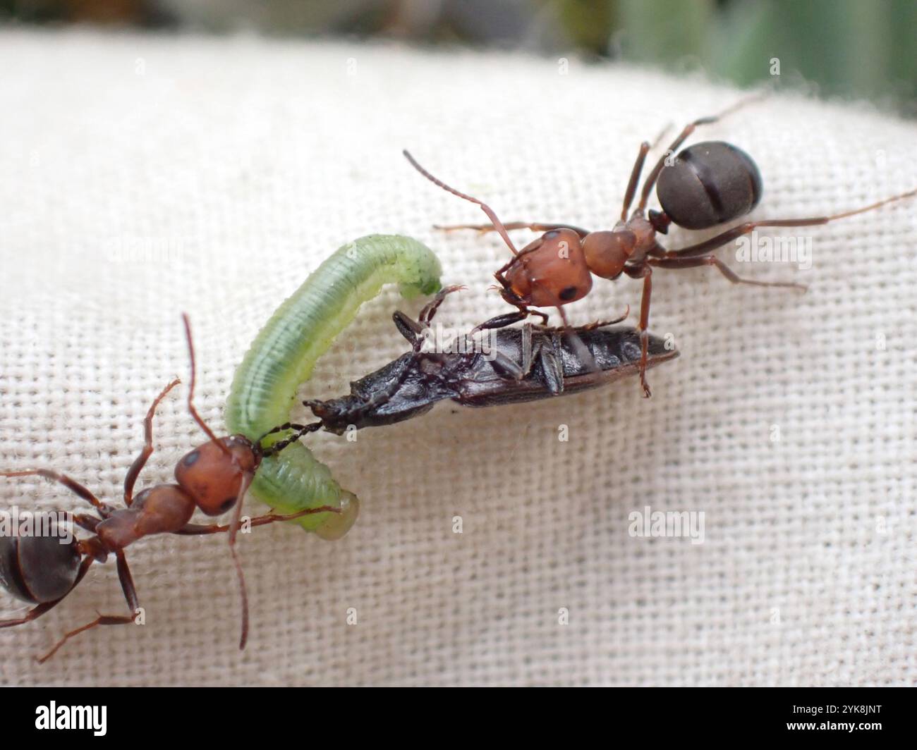 integra-group Field and Mound Ants (Formica integra Stock Photo - Alamy