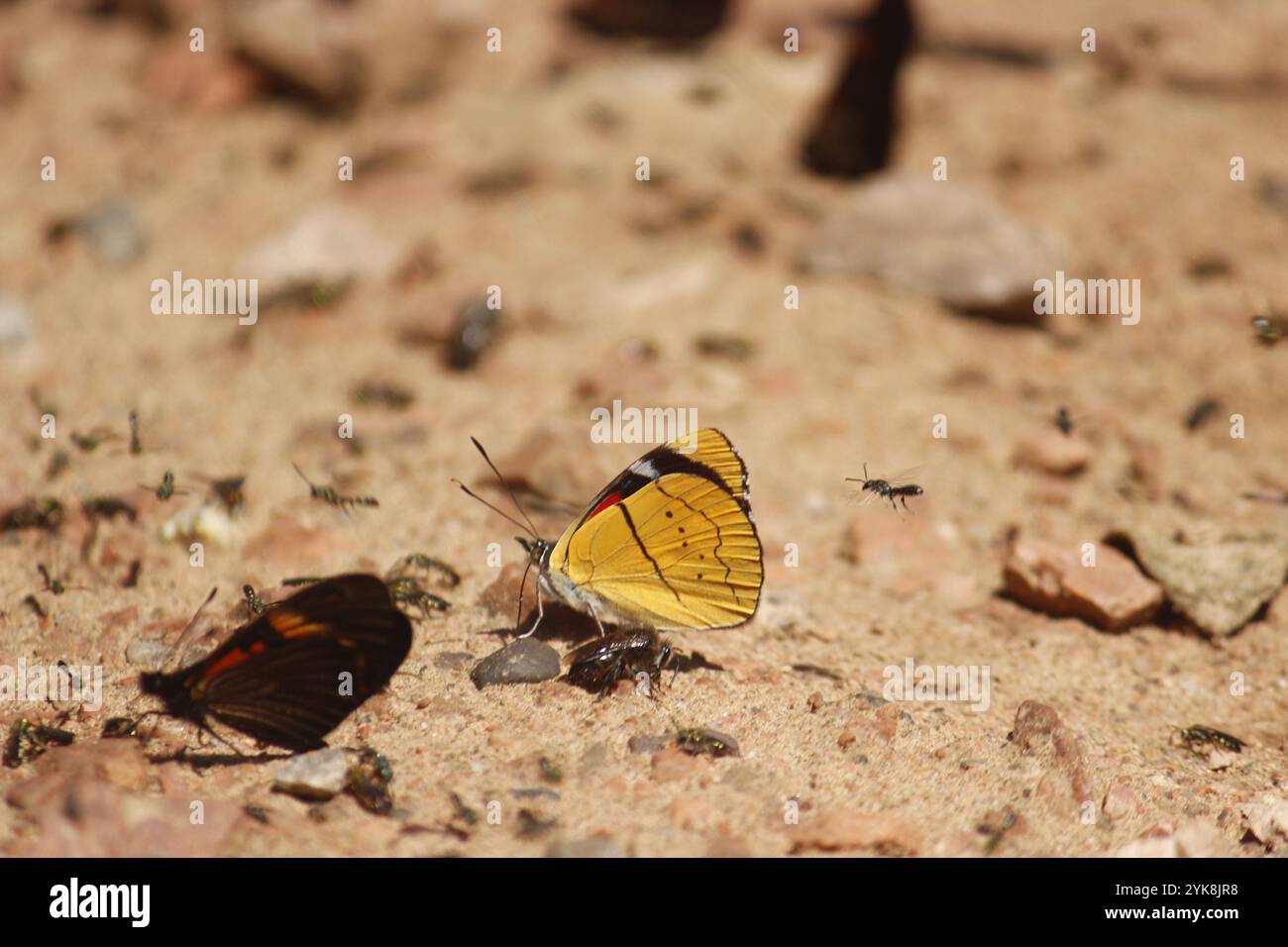 Perisama hi-res stock photography and images - Alamy