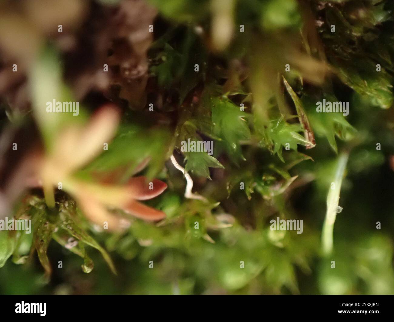 Bryaceae hi-res stock photography and images - Alamy